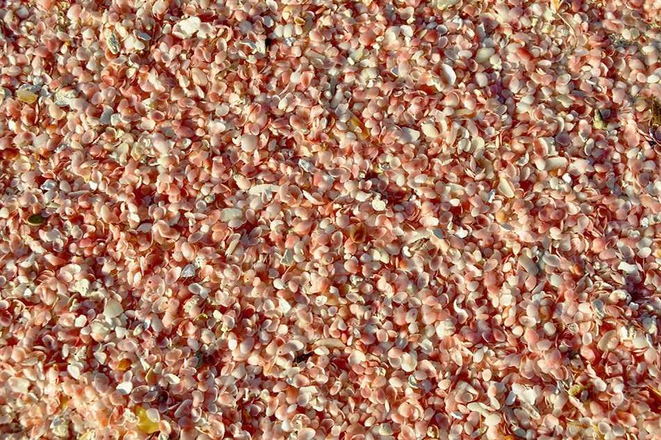 Information on Barbuda Island (near Antigua) Caribbean